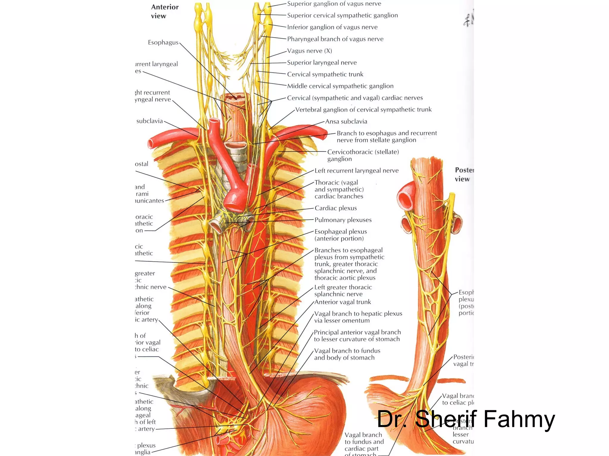 Fixation of the Heart, Sympathetic Chain, Autonomic Plexuses ...