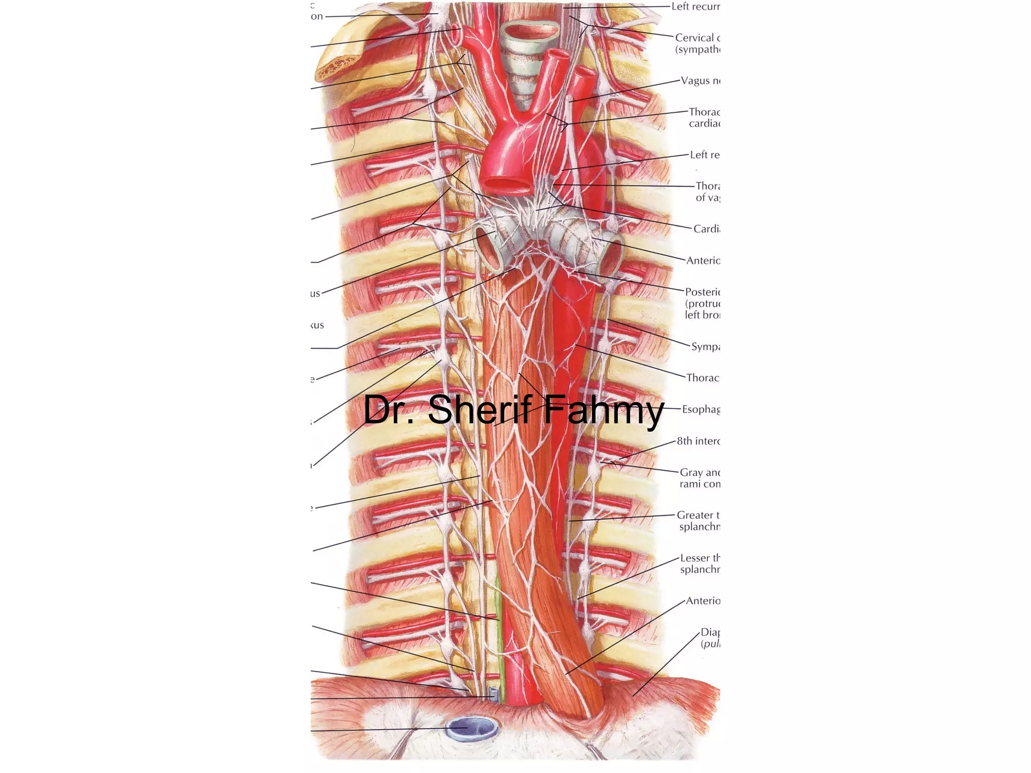 Fixation of the Heart, Sympathetic Chain, Autonomic Plexuses ...