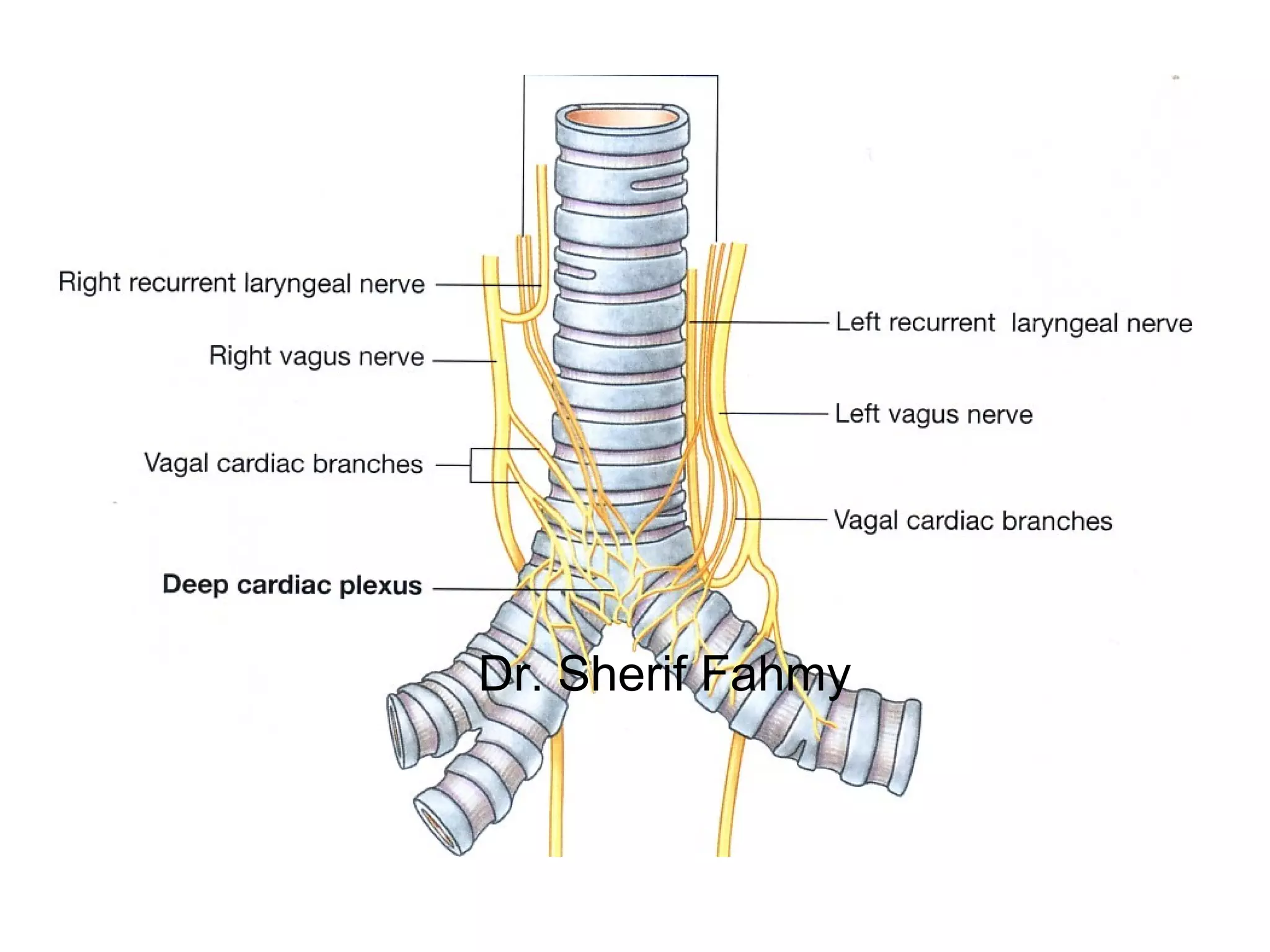 Fixation of the Heart, Sympathetic Chain, Autonomic Plexuses ...