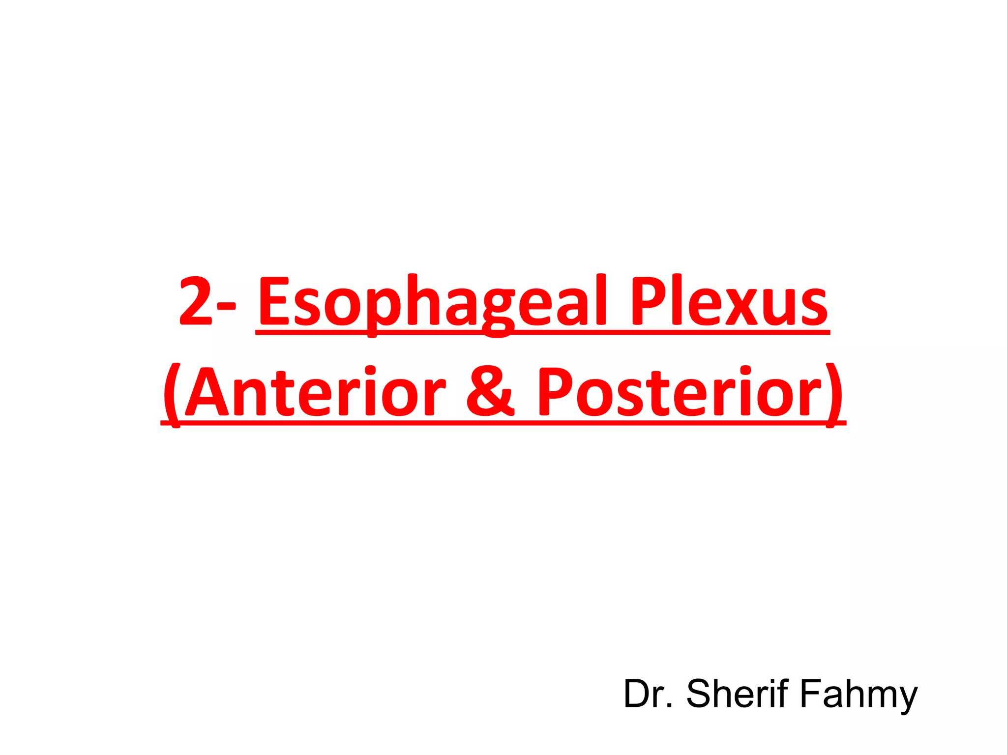 Fixation of the Heart, Sympathetic Chain, Autonomic Plexuses ...