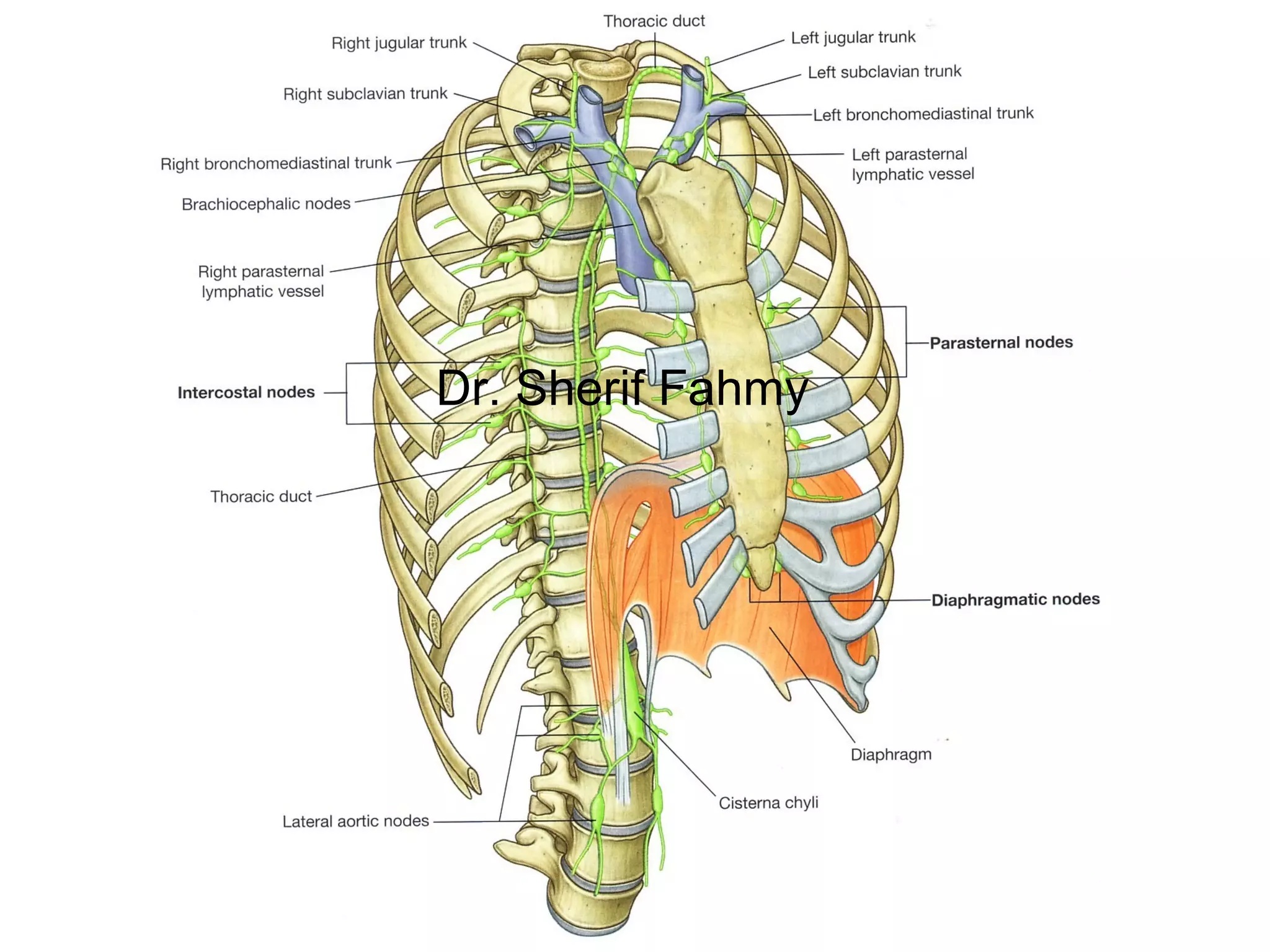 Fixation of the Heart, Sympathetic Chain, Autonomic Plexuses ...