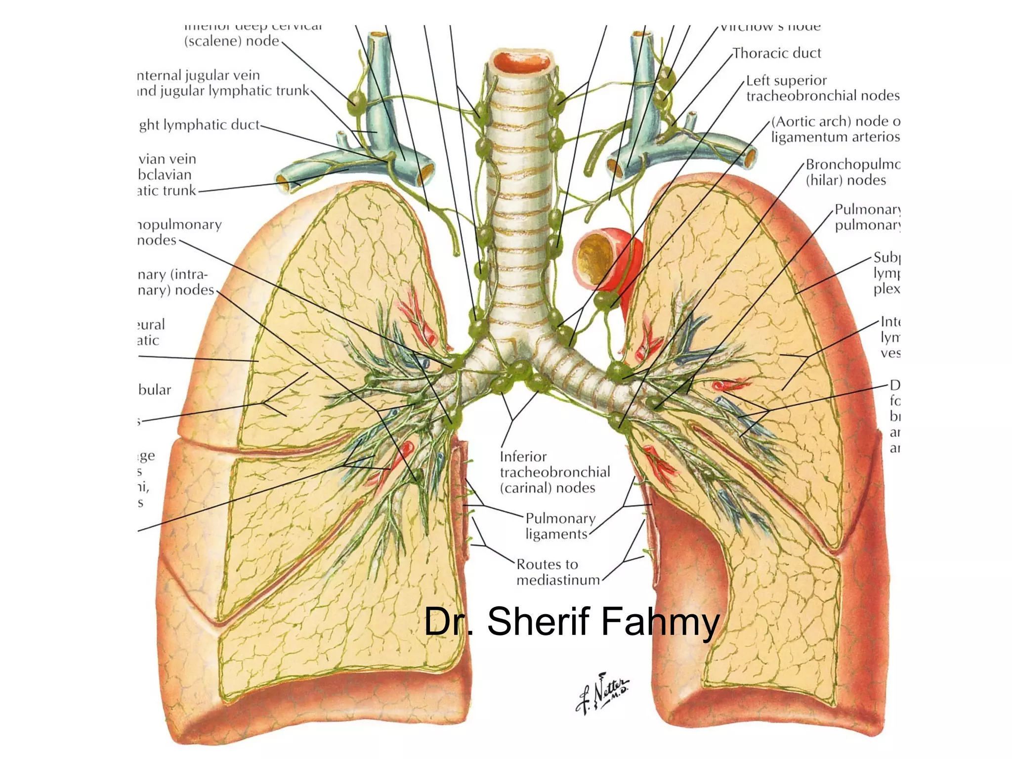 Fixation of the Heart, Sympathetic Chain, Autonomic Plexuses ...