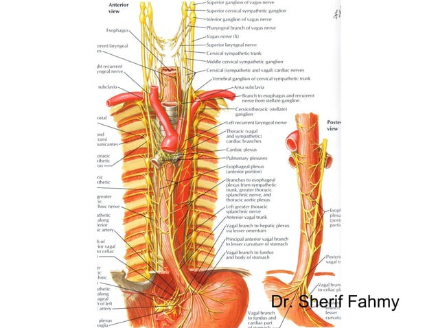 Fixation of the Heart, Sympathetic Chain, Autonomic Plexuses ...