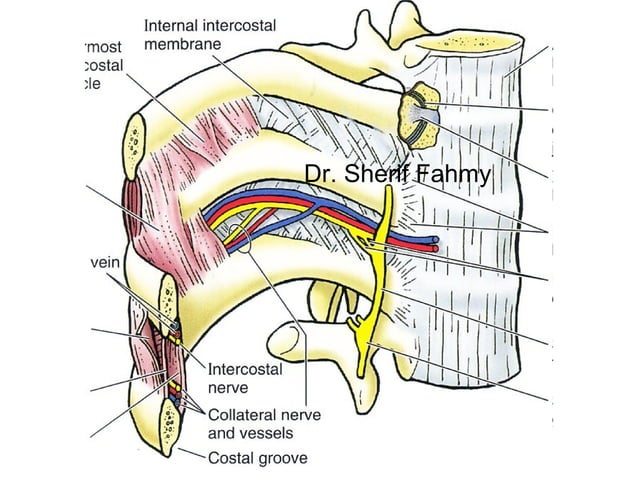 Fixation of the Heart, Sympathetic Chain, Autonomic Plexuses ...