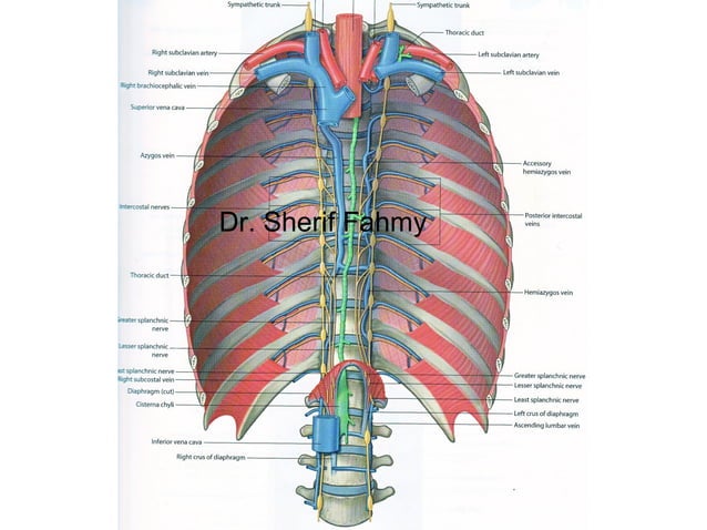 Fixation of the Heart, Sympathetic Chain, Autonomic Plexuses ...