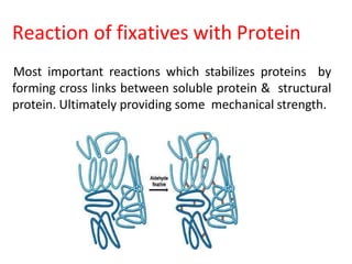 Histological Techniques: Section 2:Fixation of tissues | PPTX
