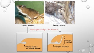 Fixed action pattern | PPTX