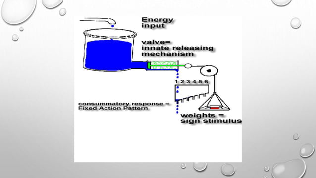 Fixed action pattern | PPTX