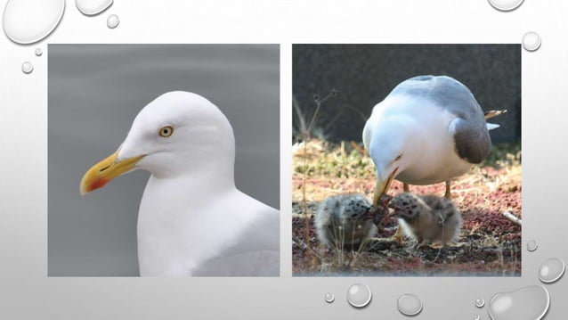 Fixed action pattern | PPTX