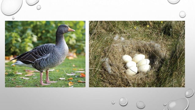 Fixed action pattern | PPTX