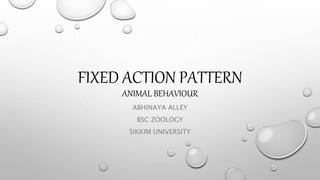 Understanding Fixed Action Patterns and Innate Releasing Mechanisms in ...