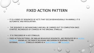 Fixed action pattern | PPT