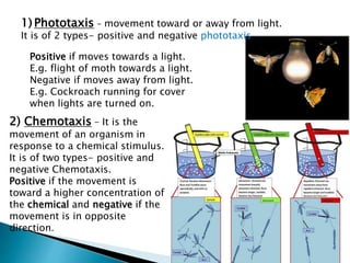 Fixed action pattern (fap) | PPTX