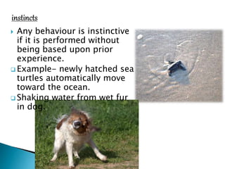 Fixed action pattern (fap) | PPT