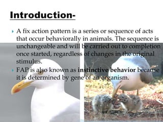 Fixed action pattern (fap) | PPT