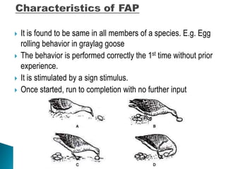Fixed action pattern (fap) | PPT