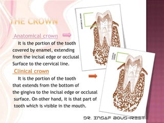 Fixed prosthodontics lesson 1 | PPSX