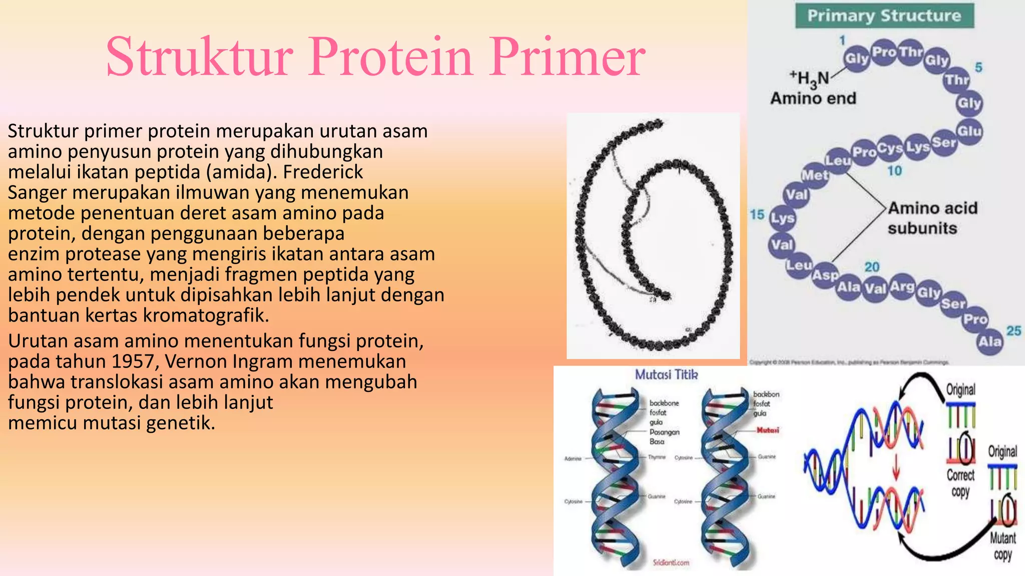 PROTEIN - KELOMPOK 12 | PPTX