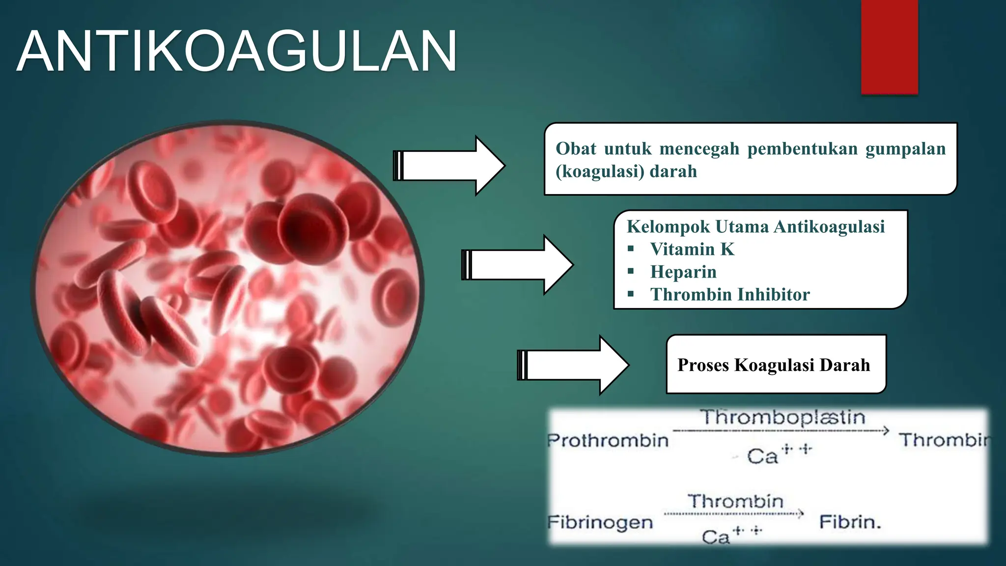 Antikoagulan dan antihipertensiObat untuk mencegah pembentukan gumpalan ...