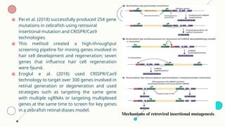 PPT of Other Application of Genome Editing in Fish | PPTX
