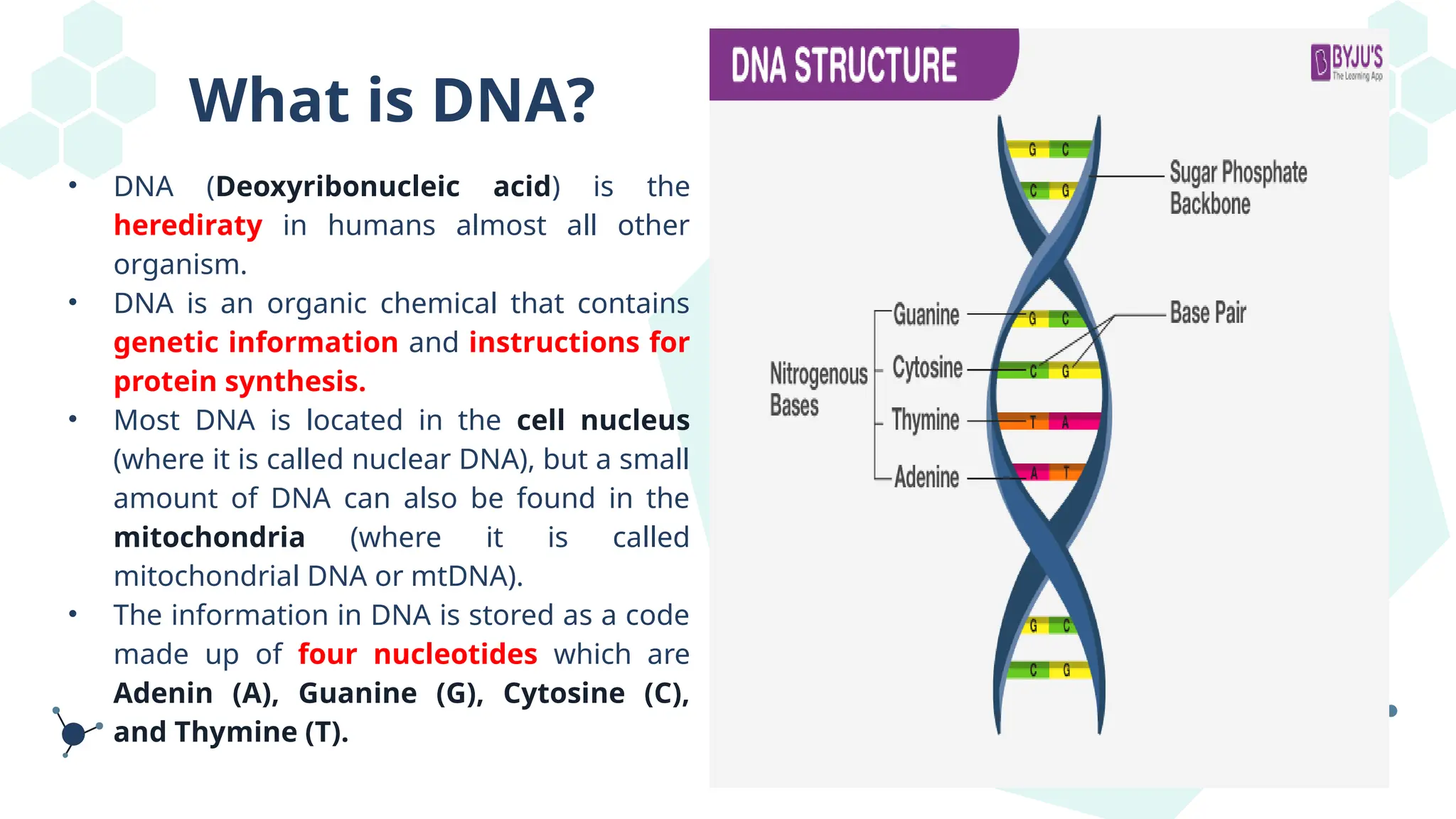 Overview of DNA and Replication of Eukaryotic DNA | PPTX