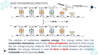 Overview of DNA and Replication of Eukaryotic DNA | PPT