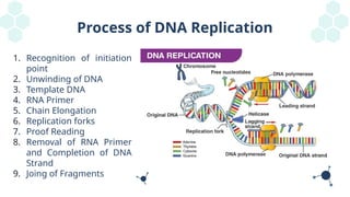 Overview of DNA and Replication of Eukaryotic DNA | PPT