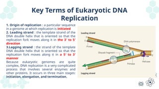 Overview of DNA and Replication of Eukaryotic DNA | PPT