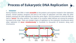 Overview of DNA and Replication of Eukaryotic DNA | PPT