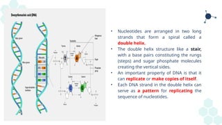 Overview of DNA and Replication of Eukaryotic DNA | PPT