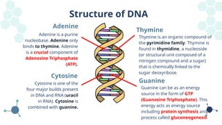 Overview of DNA and Replication of Eukaryotic DNA | PPTX