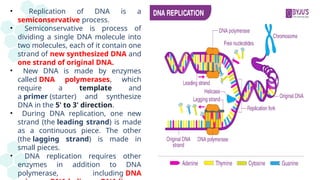 Overview of DNA and Replication of Eukaryotic DNA | PPT