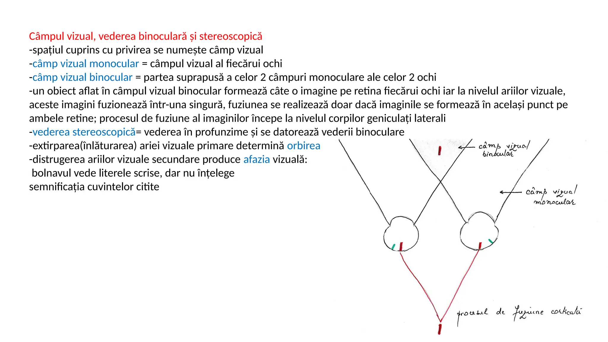 fiziologia_analizatorului_vizual. biologie clasa 11 liceu | PPTX