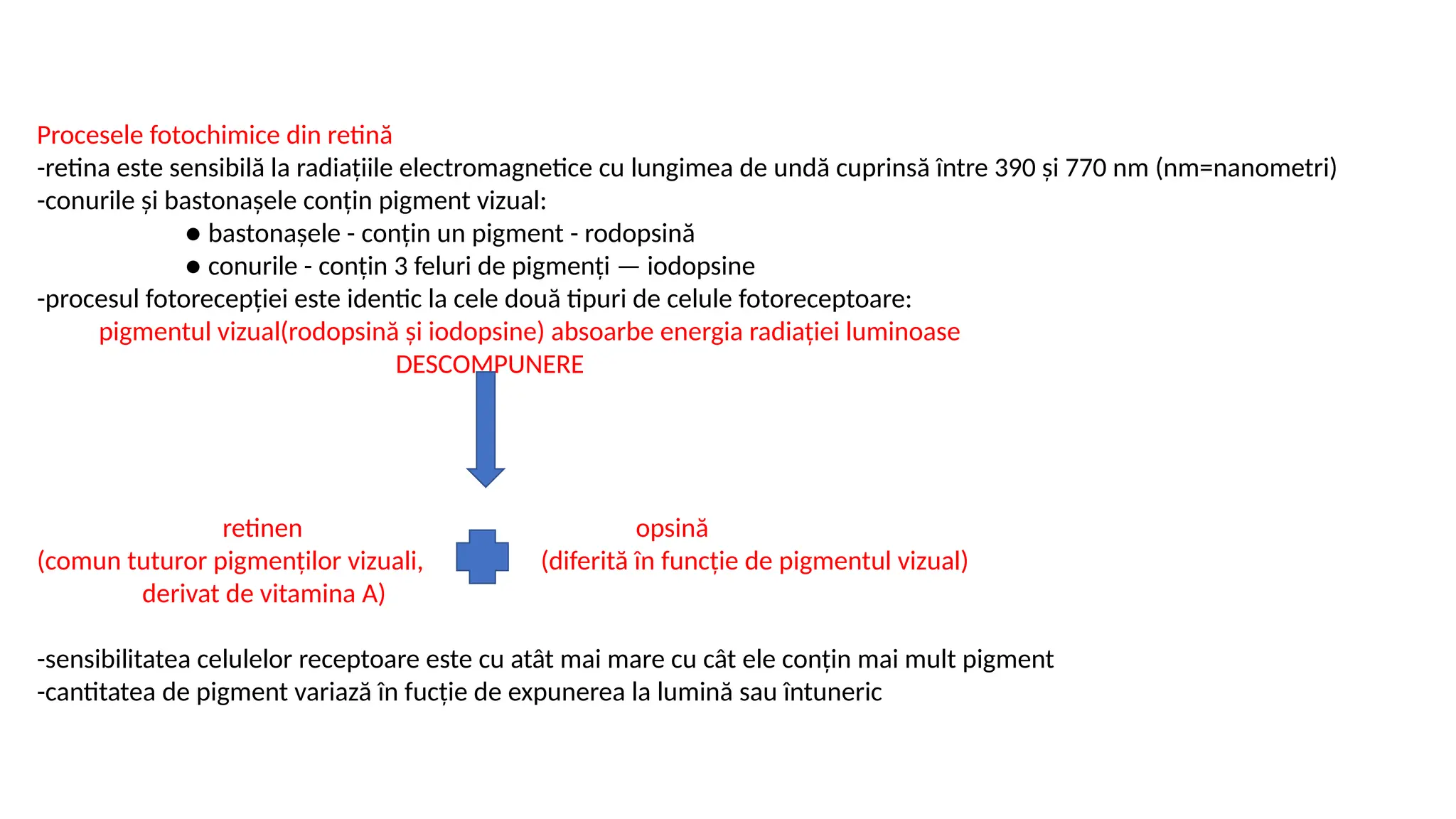 fiziologia_analizatorului_vizual. biologie clasa 11 liceu | PPTX