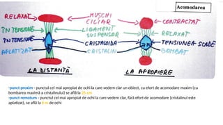 fiziologia_analizatorului_vizual. biologie clasa 11 liceu | PPTX