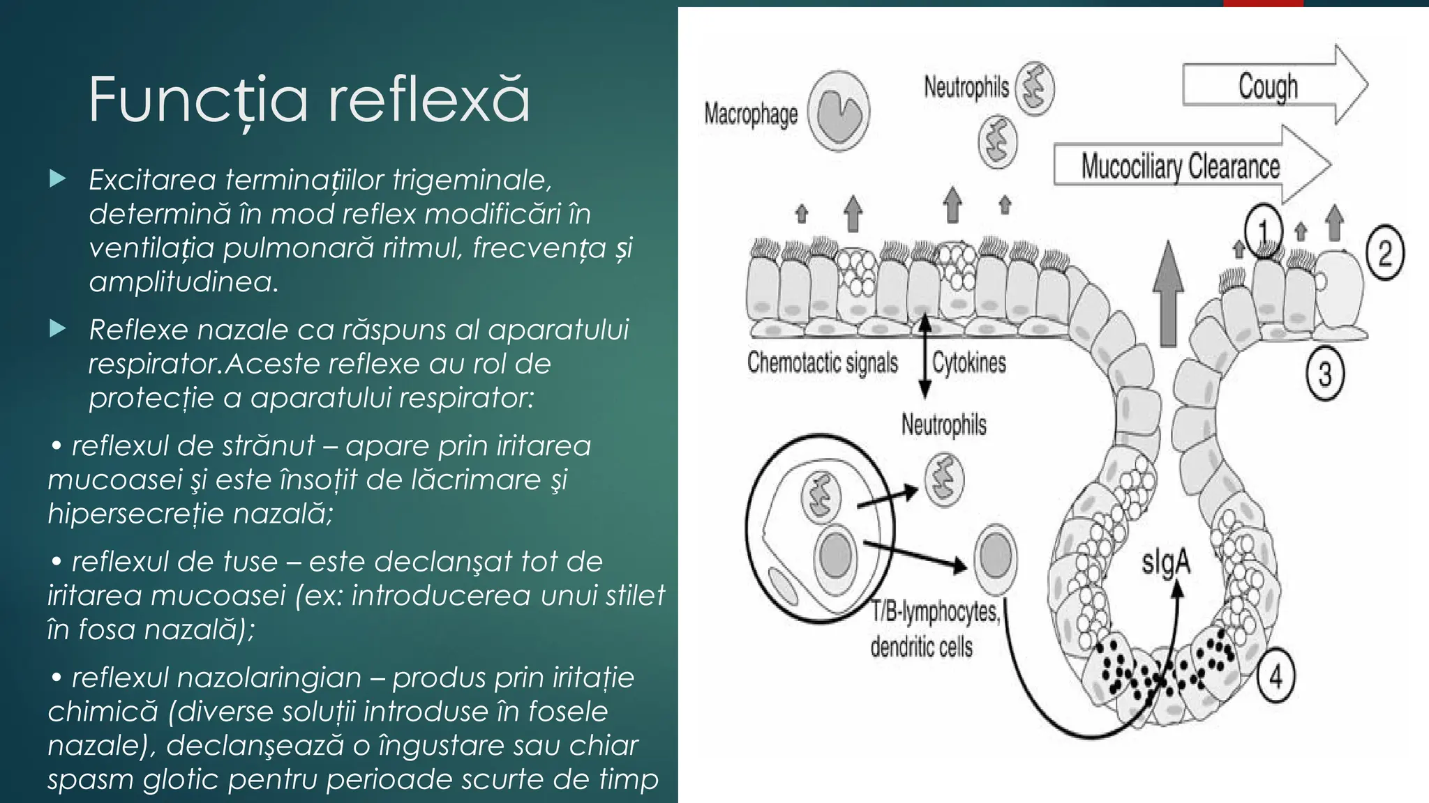 Fiziologia nasului. Mecanisme fiziologice | PPTX