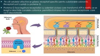 Fiziologia nasului. Mecanisme fiziologice | PPTX