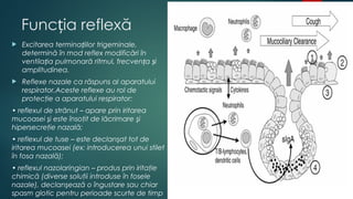 Fiziologia nasului. Mecanisme fiziologice | PPTX