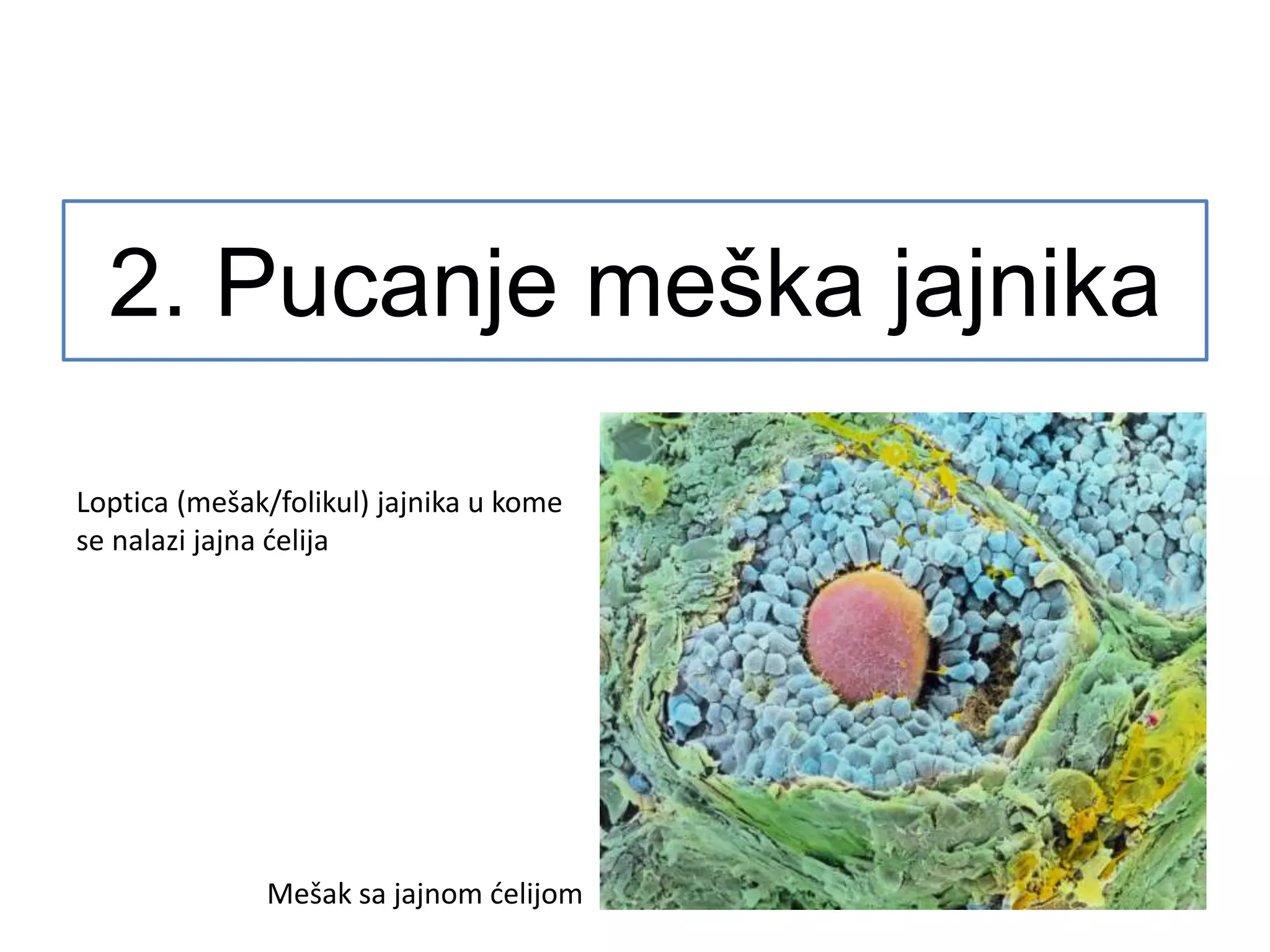 Fiziologija reprodukcije | PPTX