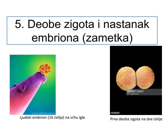 Fiziologija reprodukcije | PPTX