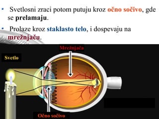 Fiziologija vida | PPT