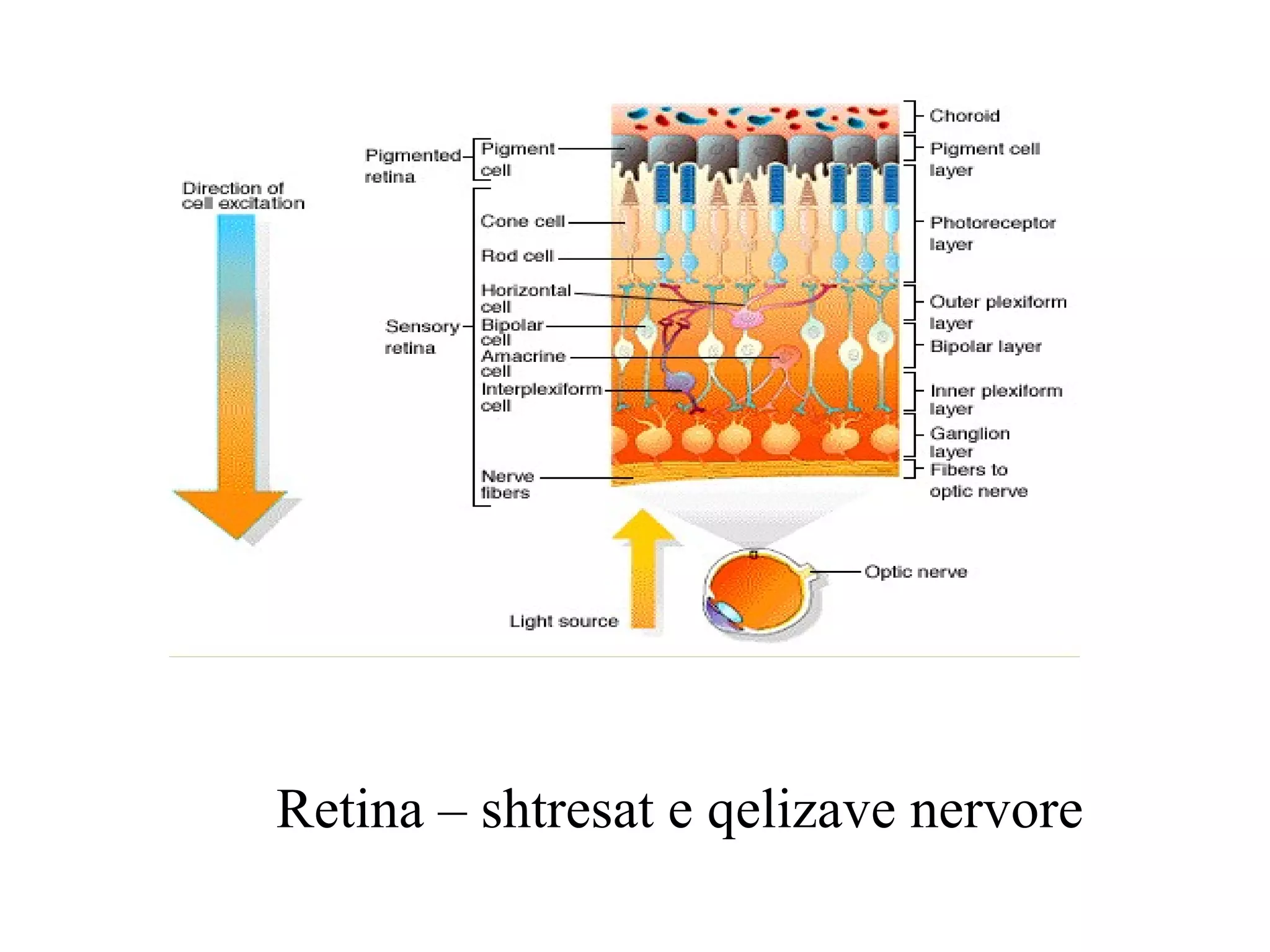 Fiziologjia e syrit | PPS