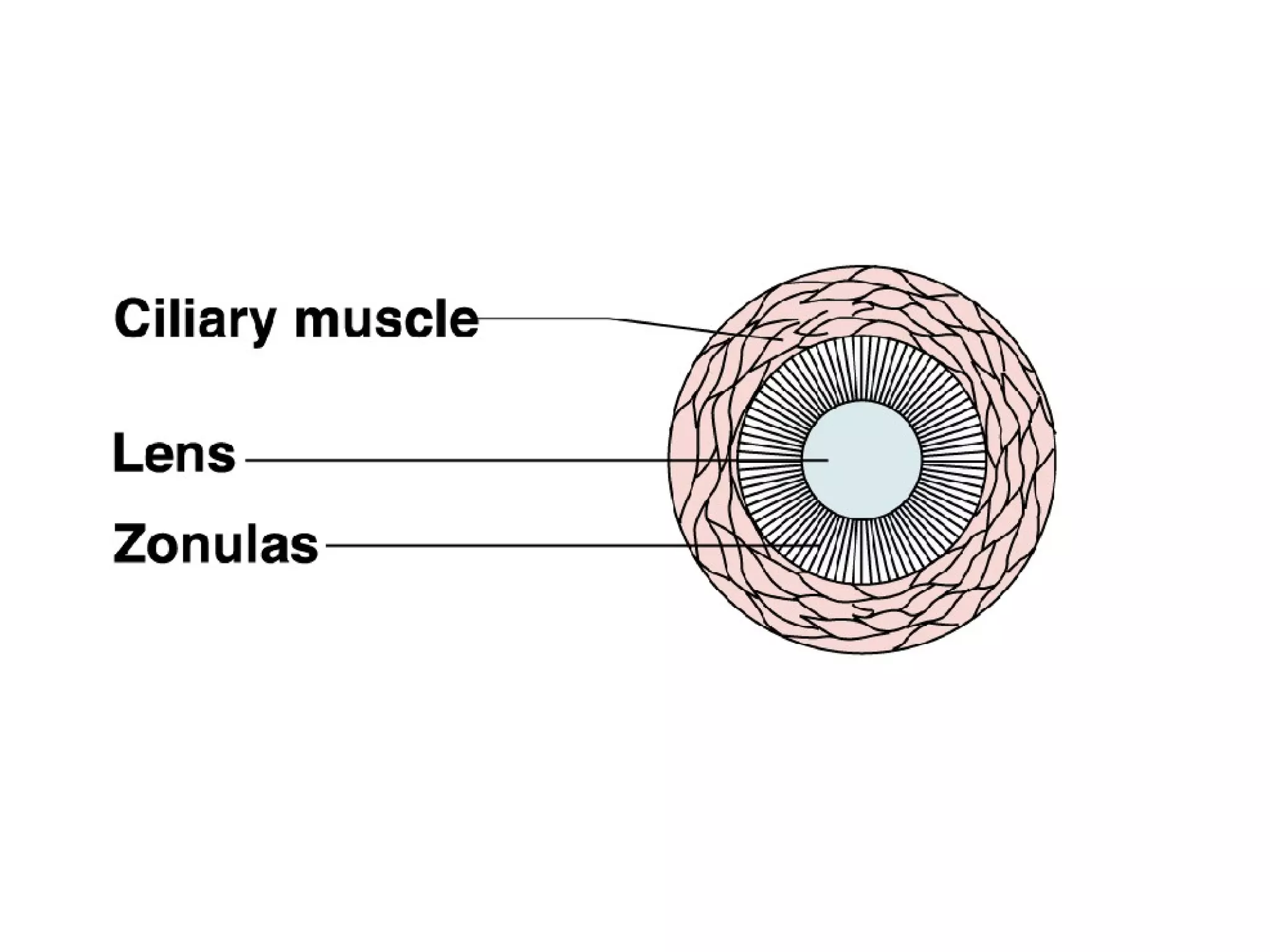 Fiziologjia e syrit | PPS