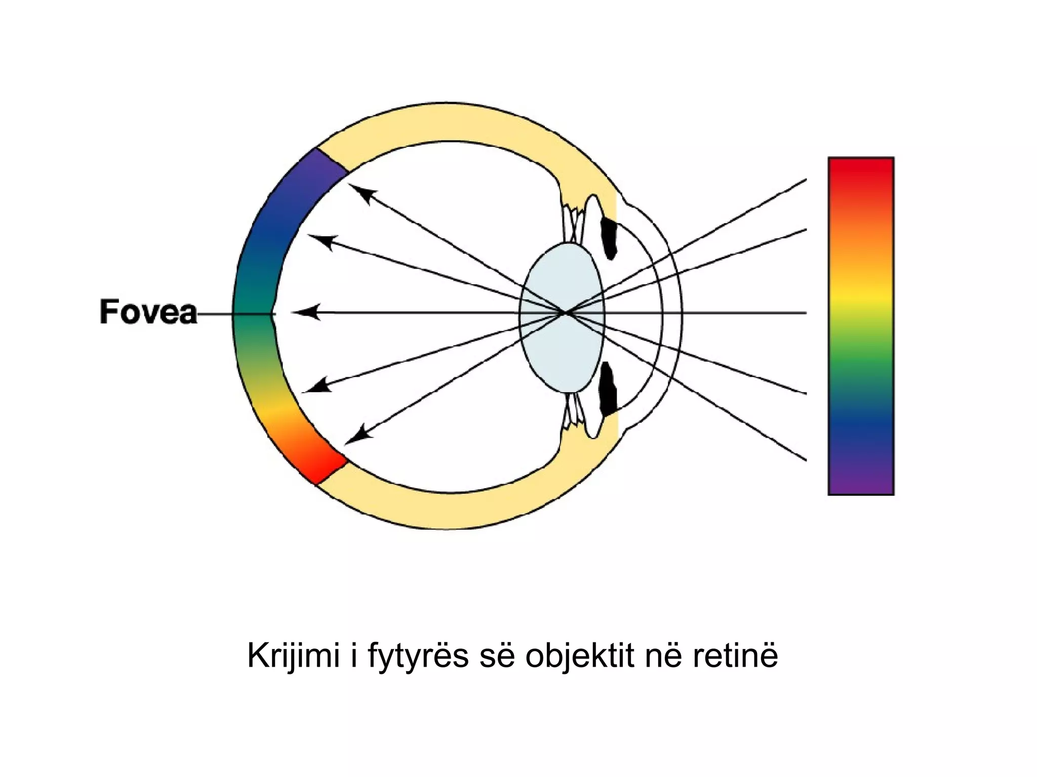 Fiziologjia e syrit | PPS