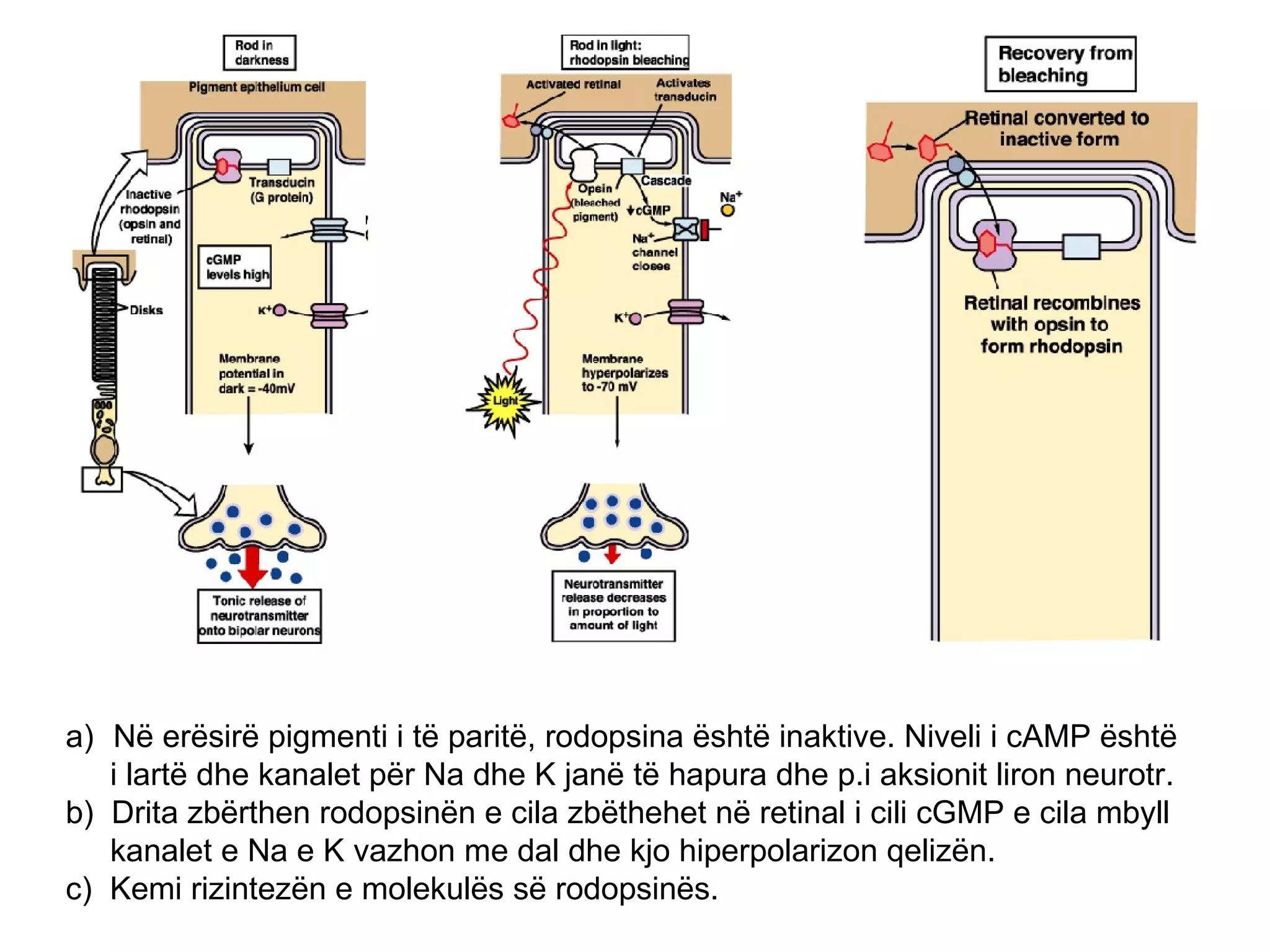 Fiziologjia e syrit | PPS