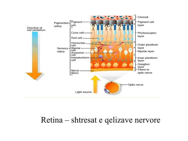 Fiziologjia e syrit | PPS