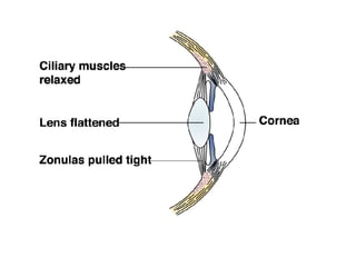 Fiziologjia e syrit | PPS