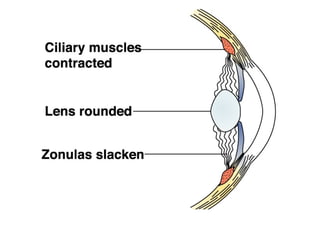 Fiziologjia e syrit | PPS