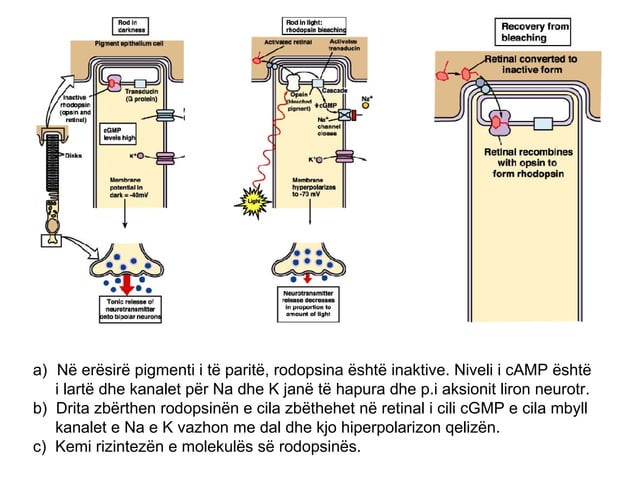 Fiziologjia e syrit | PPS