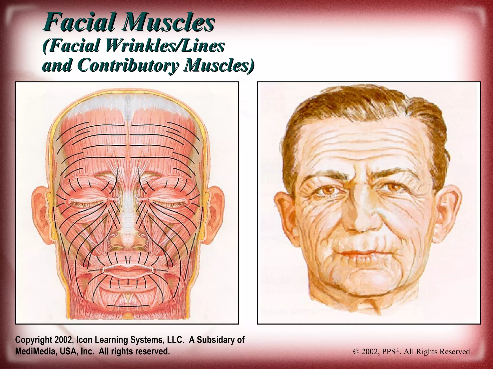 Facial Aging Process and Anatomy | PPT